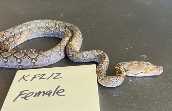 F2 - 100% Kalaotoa Super Dwarf Reticulated Python by GVR - (Good Vibe ...