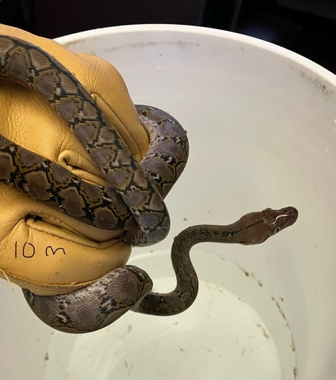 MAKE OFFER!! Parents: Pure SD Unknown Locality. 50% TK And 50% WC ...