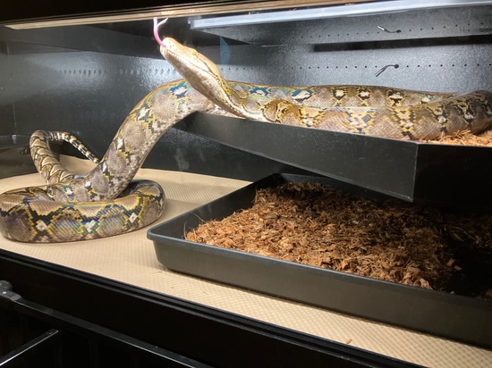 Mating Pair Reticulated Python Super Dwarfs by GVR - (Good Vibe Reptiles)