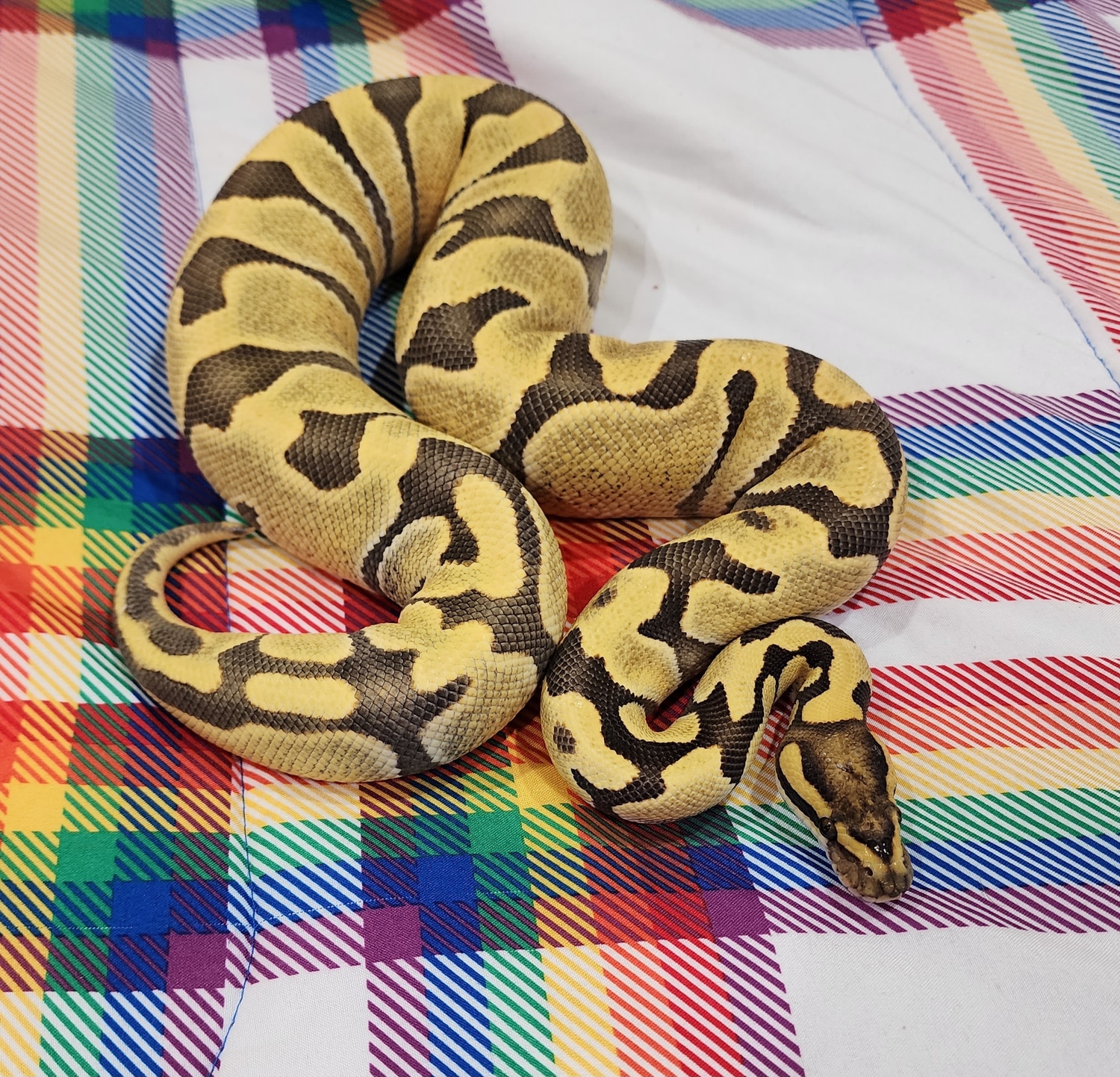 Enchi Desert Ghost Ball Python by Good Vibe Exotics - MorphMarket
