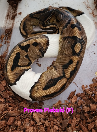Proven Female Piebald Ball Python by Good Vibe Exotics