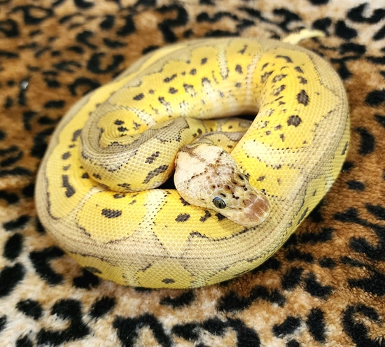 Super Pastel Leopard Clown Ball Python by Good Vibe Exotics