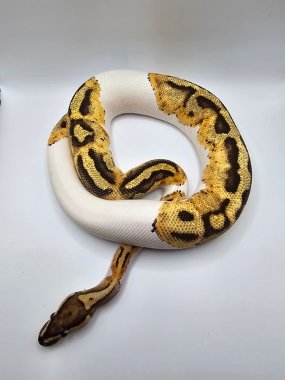 GeneX Piebald Ball Python by Good Vibe Exotics