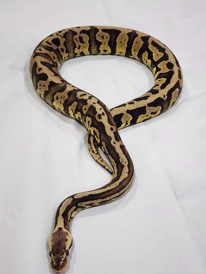 Firefly Confusion PH Hypo Ball Python by Good Vibe Exotics