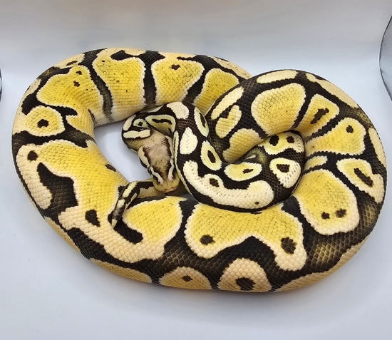 977 Grams! Pastel Desert Ghost Ball Python by Good Vibe Exotics