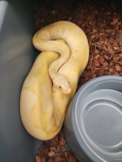 (Proven)(Female Maker) Banana Pastel Leo Clown Ball Python by Good Vibe Exotics