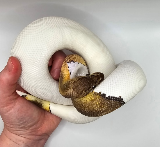 Mojave Pinstripe Piebald Ball Python by Good Vibe Exotics