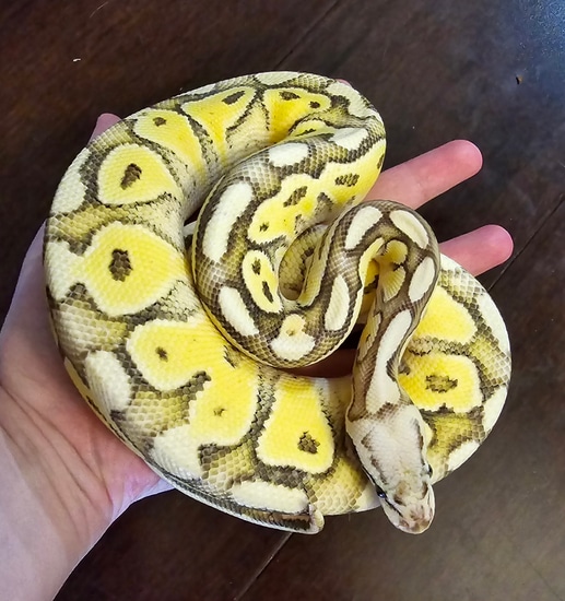 Super Pastel Vanilla Red Gene Ball Python by Good Vibe Exotics