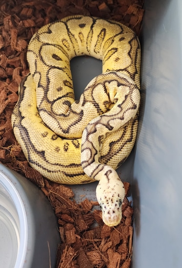 920 Gram Pastel Spotnose Clown Ball Python by Good Vibe Exotics