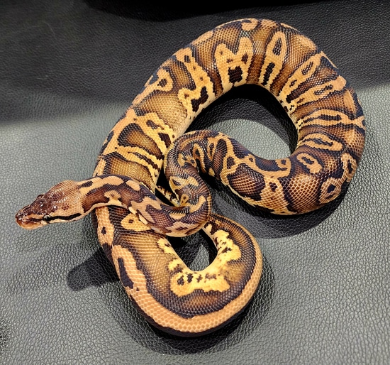Pastel Leopard Wookie Ball Python by Good Vibe Exotics