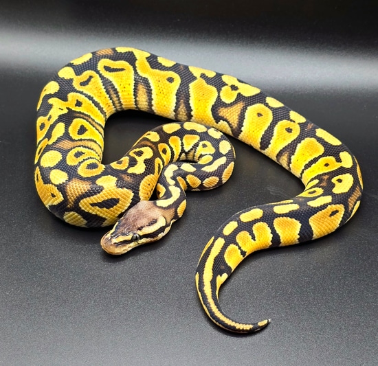 Pastel Redhead Ball Python by Good Vibe Exotics