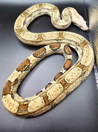 1.1 Fire Boa Pair Boa Constrictor by Good Vibe Exotics