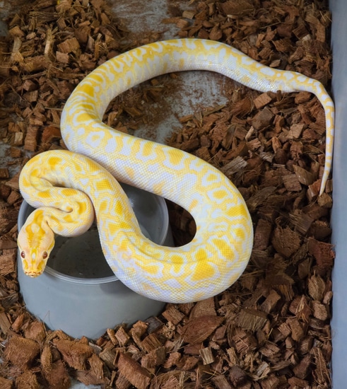 Albino Het Granite Burmese Python by Good Vibe Exotics