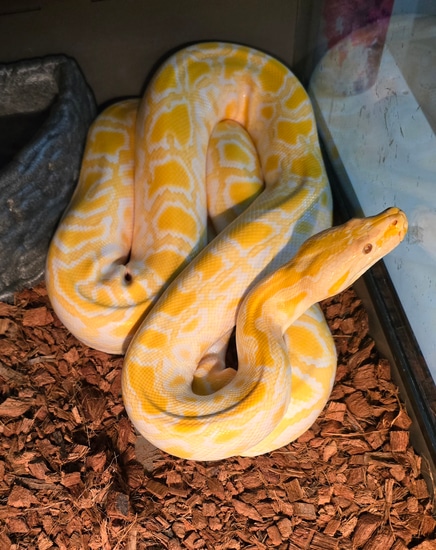 Albino Het Labyrinth Pos Het Granite Burmese Python by Good Vibe Exotics