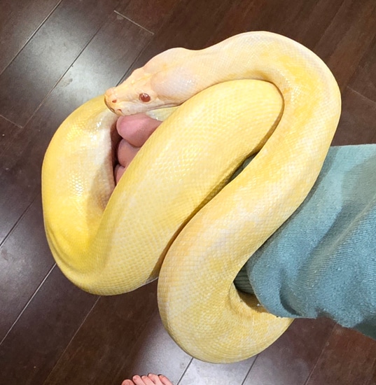 Albino Green Granite Pos Het Labyrinth Burmese Python by Good Vibe Exotics
