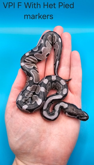 VPI Axanthic 66% Het Pied Ball Python by Good Vibe Exotics
