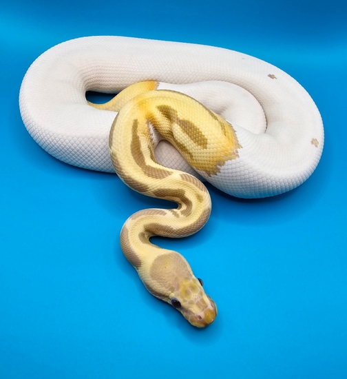 Leopard Candino Piebald (Will Trade) Ball Python by Good Vibe Exotics