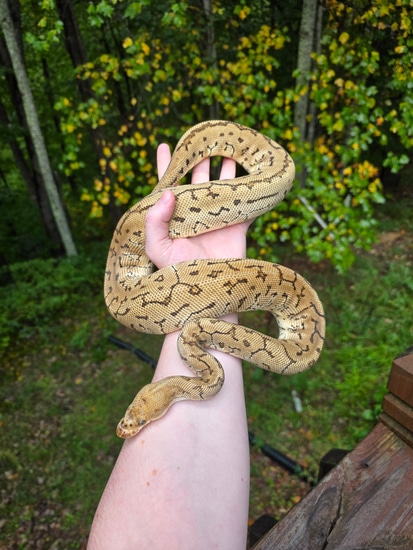 Pinstripe Spotnose Clown Ball Python by Good Vibe Exotics