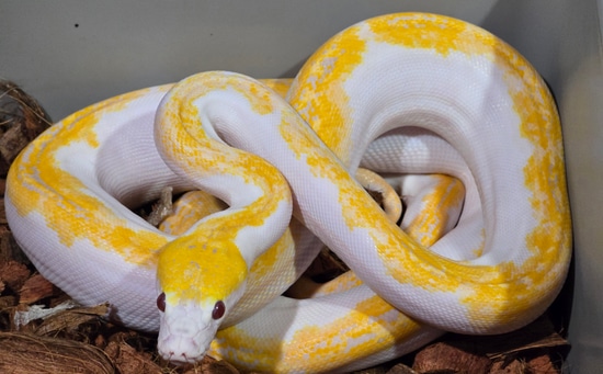 Purple Albino Pied Reticulated Python by Exotic Pet Guys LLC