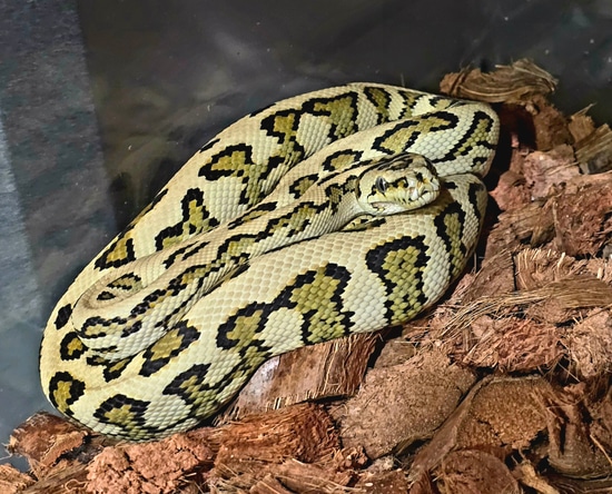 Caramel Jungle Jag Other Carpet Python by Good Vibe Exotics