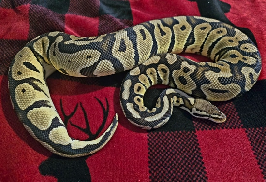 1.1 Pair Pastel Dbl Het Monarch Clown Ball Python by Good Vibe Exotics