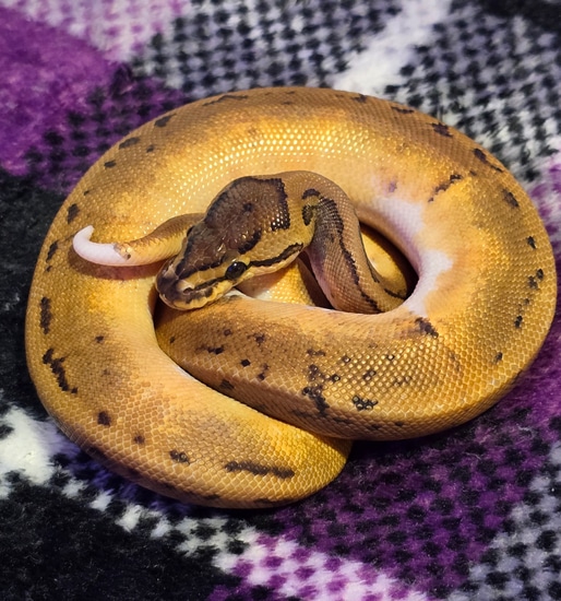 Pinstripe Piebald Het VPI Axanthic Ball Python by Good Vibe Exotics