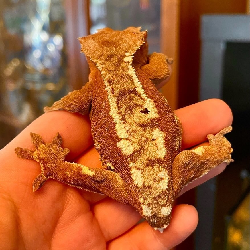 Proven Female Red Dashed Pinstripe Crested Gecko by Goofy Geckos ...