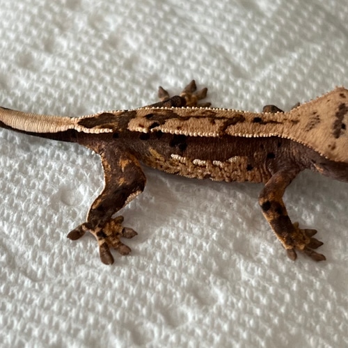 Goofy Geckos - MorphMarket