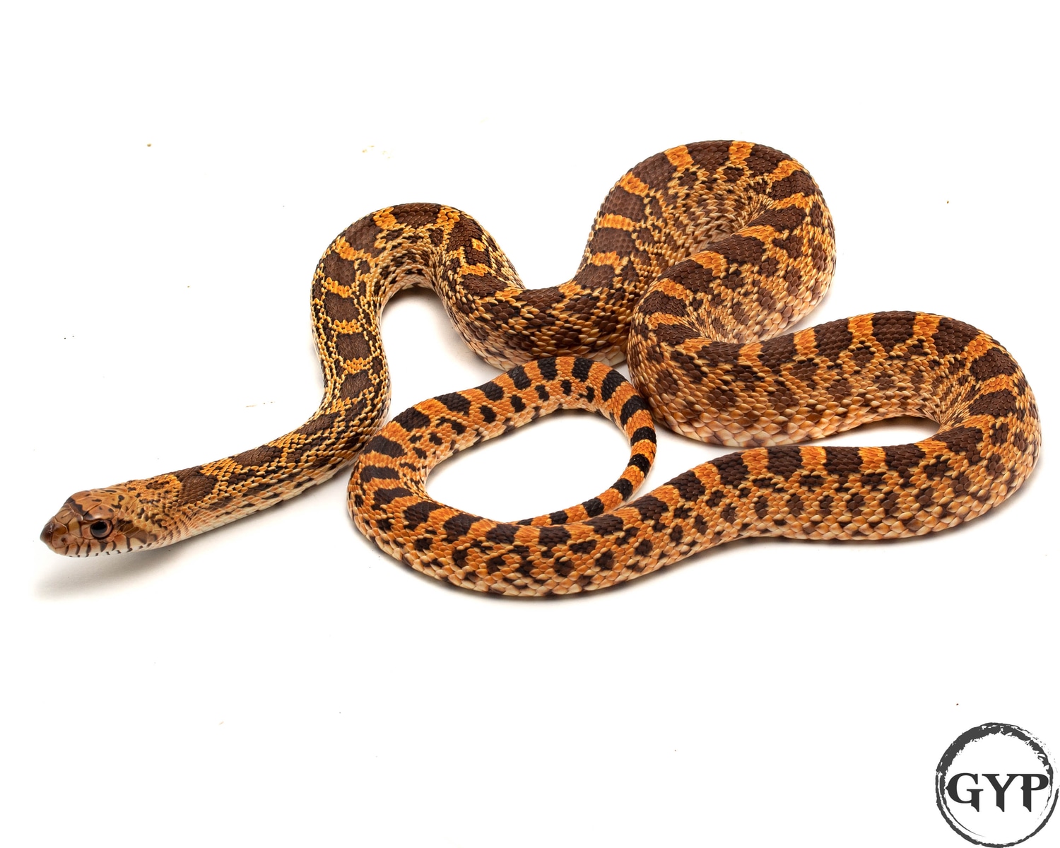 Red Bull Bullsnake by Gopher Your Pet - MorphMarket