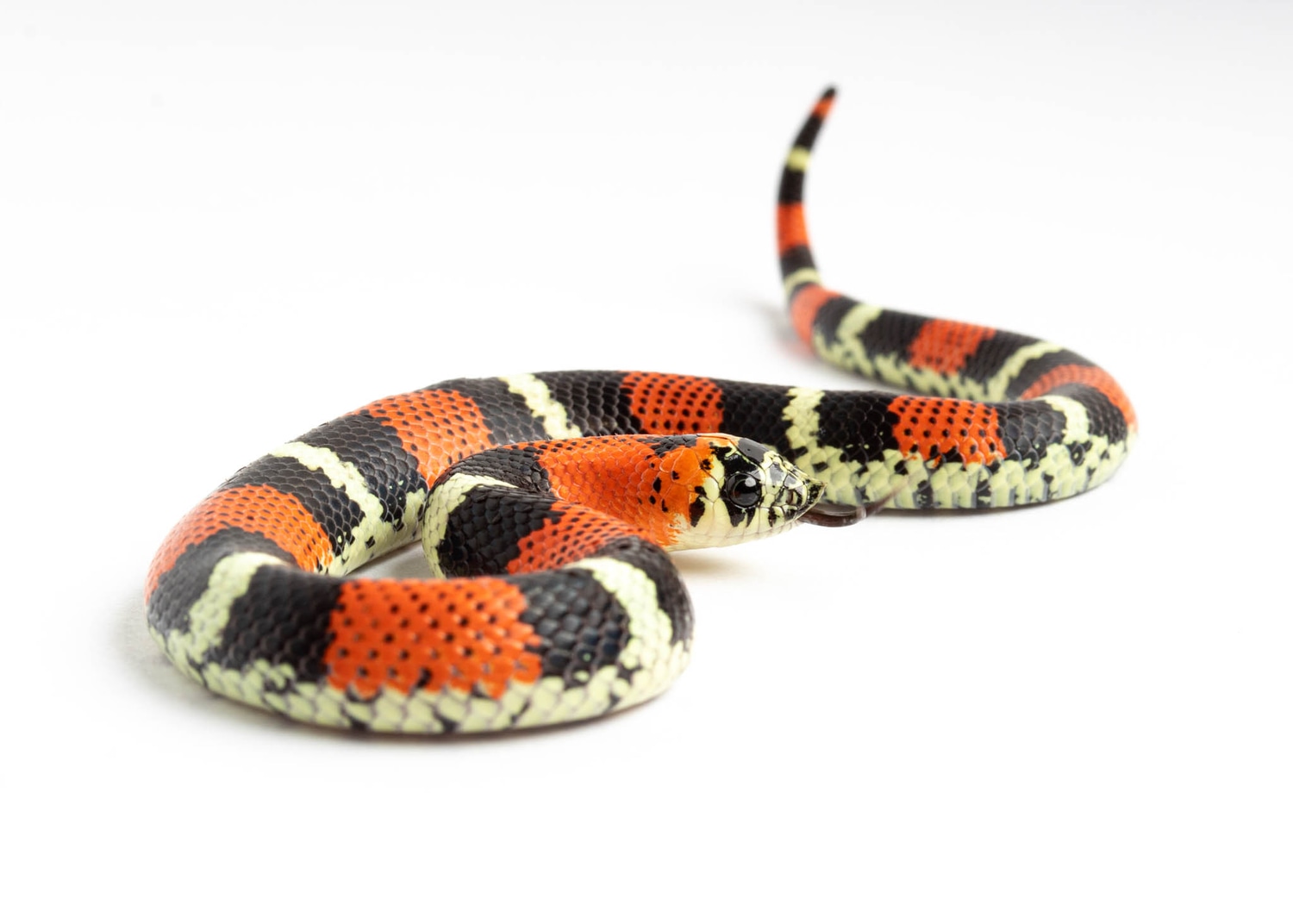 Tri-color Hognose by Gopher Your Pet - MorphMarket