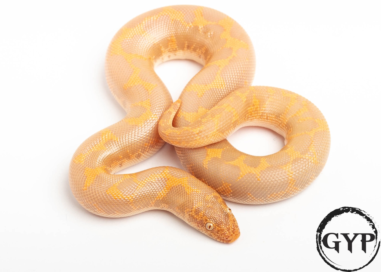 Albino Kenyan Sand Boa by Gopher Your Pet - MorphMarket