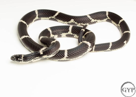 Eastern Chain Kingsnake Eastern Kingsnake by Gopher Your Pet