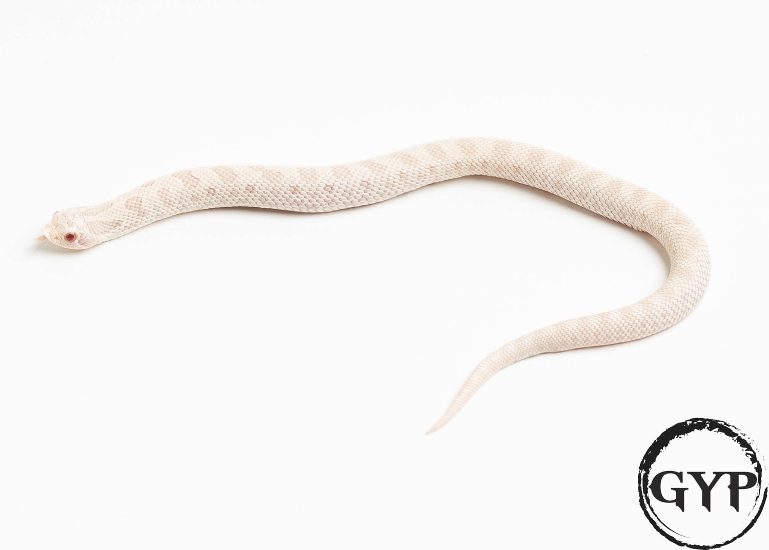 Snow Conda Western Hognose by Gopher Your Pet - MorphMarket