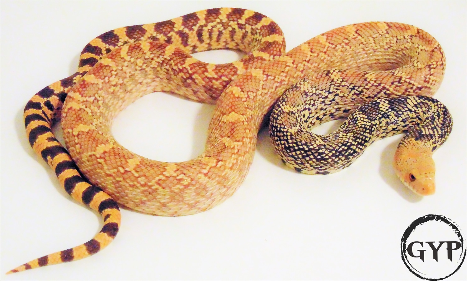 Hypo Stillwater Bullsnake by Gopher Your Pet - MorphMarket