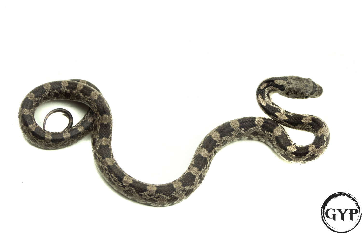 Lancaster County, PA Locality Black Western Rat Snake by Gopher Your ...