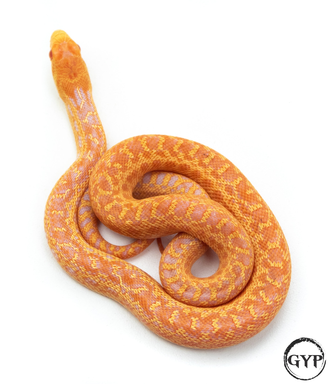 Albino Applegate San Diego Gopher Snake by Gopher Your Pet - MorphMarket