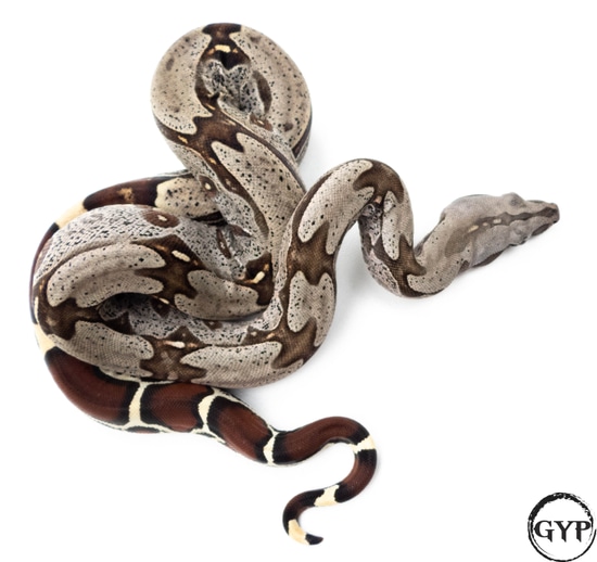 Suriname Bcc True Red-Tailed Boa Constrictor by Gopher Your Pet