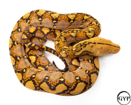 Mochino Reticulated Python by Gopher Your Pet