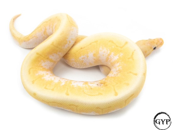 Banana Spinner Ball Python by Gopher Your Pet