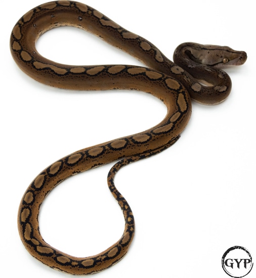 Motley Reticulated Python Het Albino by Gopher Your Pet