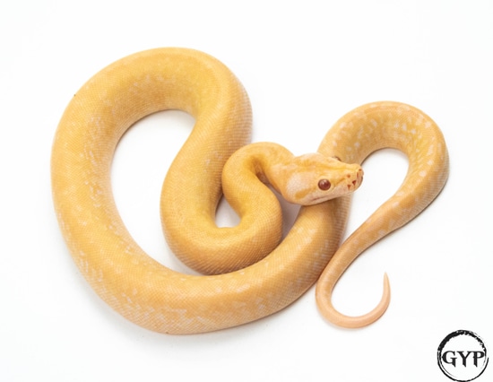 Pearl Burmese Python by Gopher Your Pet