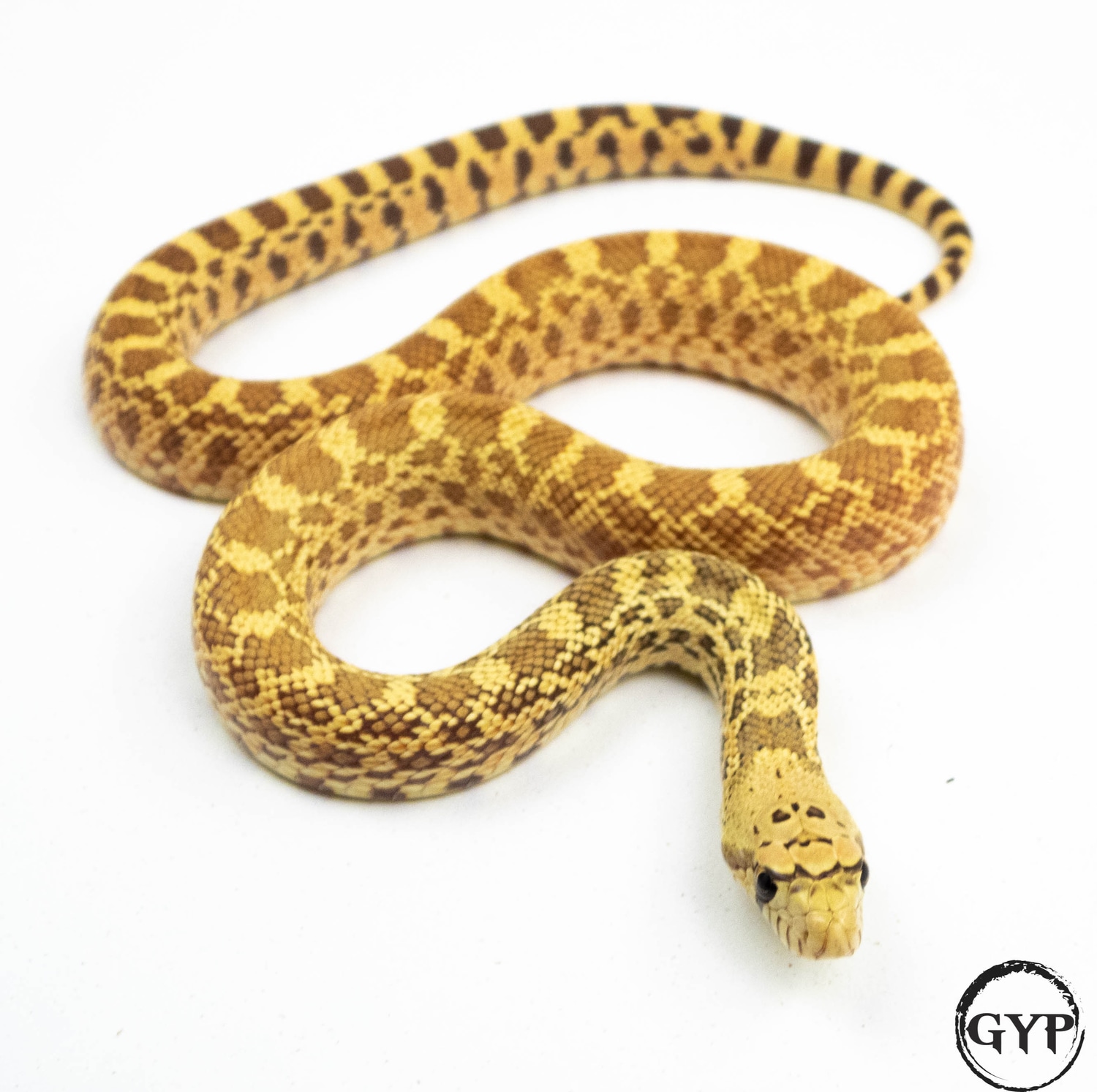 Trumbower Hypo Het Ballum Axanthic/Albino Bullsnake by Gopher Your Pet ...