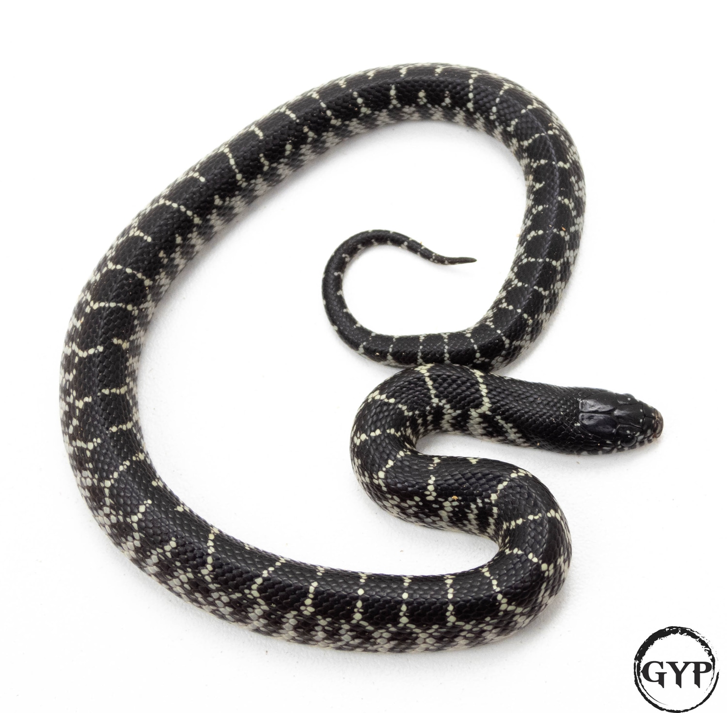 Axanthic 100% Het Albino Desert Kingsnake by Gopher Your Pet - MorphMarket