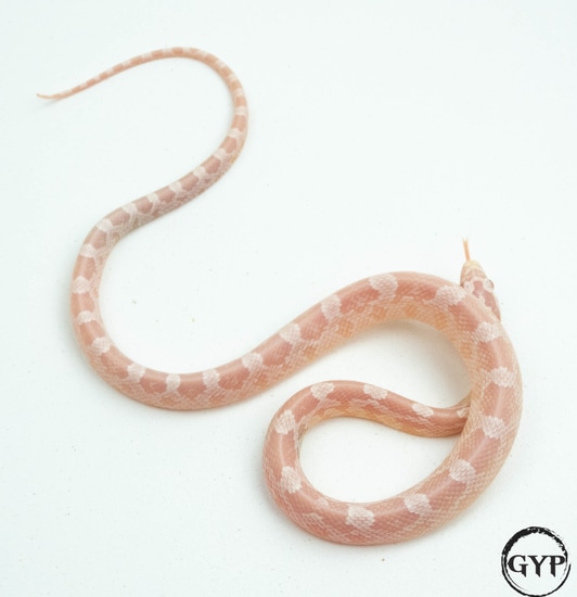 Axanthic Snow Corn Snake by Gopher Your Pet