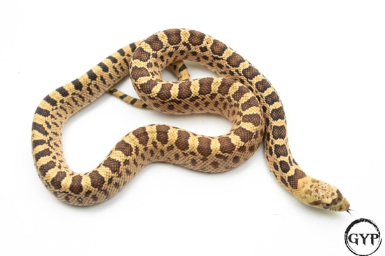 Hypo Stillwater Bullsnake 66% Het Patternless by Gopher Your Pet