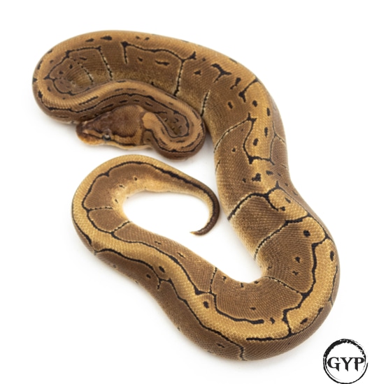 Pinstripe Ball Python by Gopher Your Pet