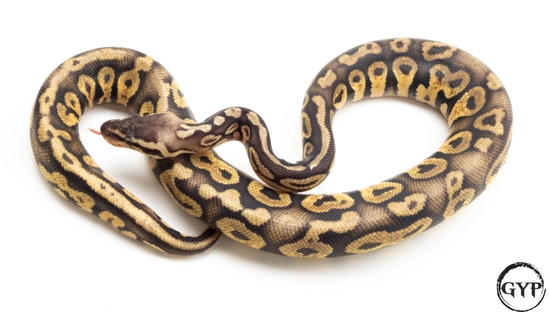 Pastel Firefly Ball Python by Gopher Your Pet