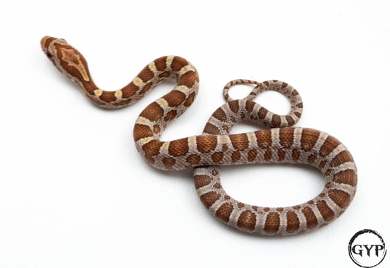 Hypo Root Beer Corn Snake by Gopher Your Pet