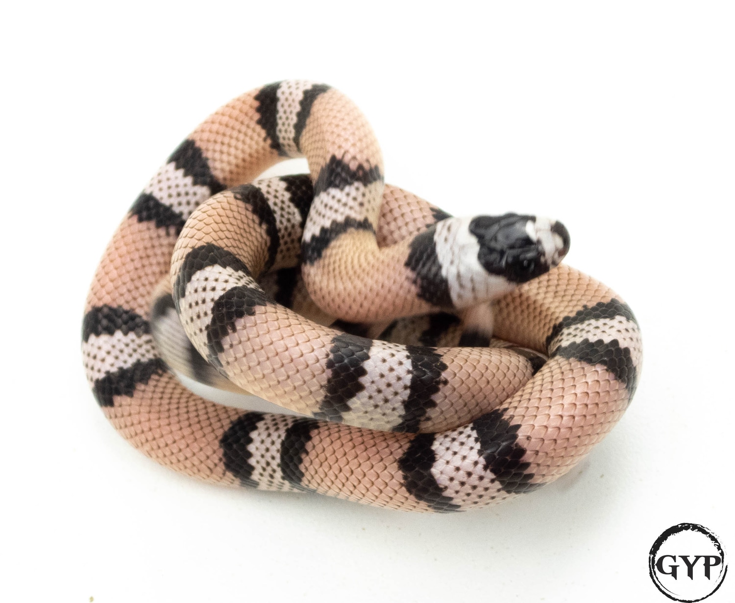 Anery Het Snow Honduran Milk Snake by Gopher Your Pet - MorphMarket