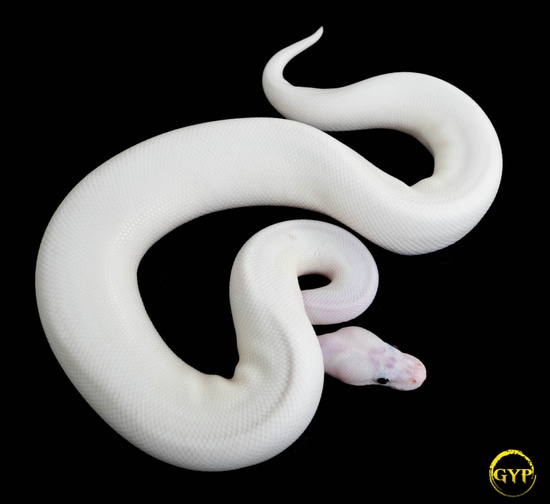 White Wedding Ball Python by Gopher Your Pet